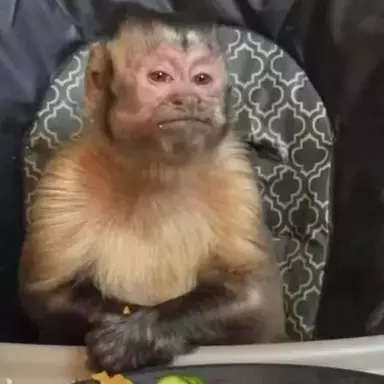 Kelly Christina Baltazar / Kelly Jiayi Wang / Amelia Wang / Mayli ...